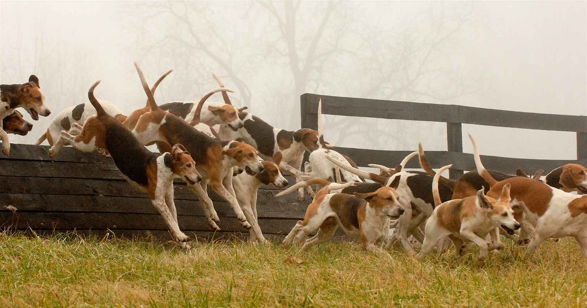 About The Warrenton Hunt in Virginia | Est. 1887